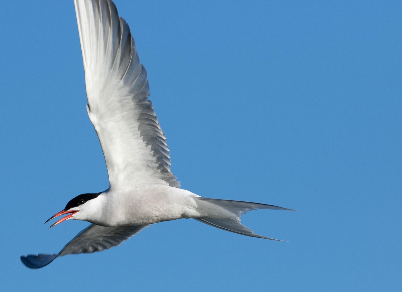 Projeto reduz mortes de aves por colisão com linhas de energia eólica ...